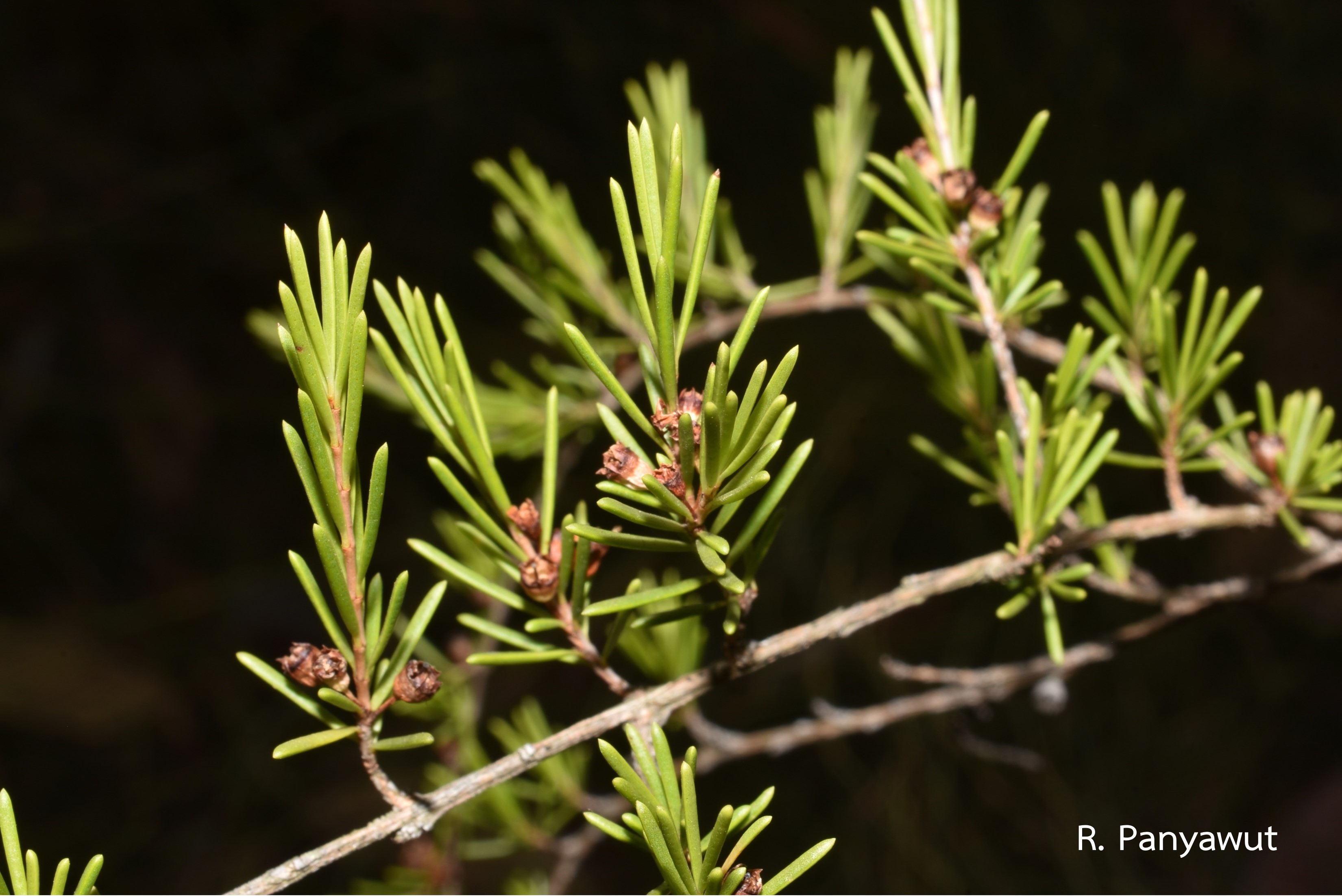 อพ.สธ. - มหาวิทยาลัยเทคโนโลยีสุรนารี
